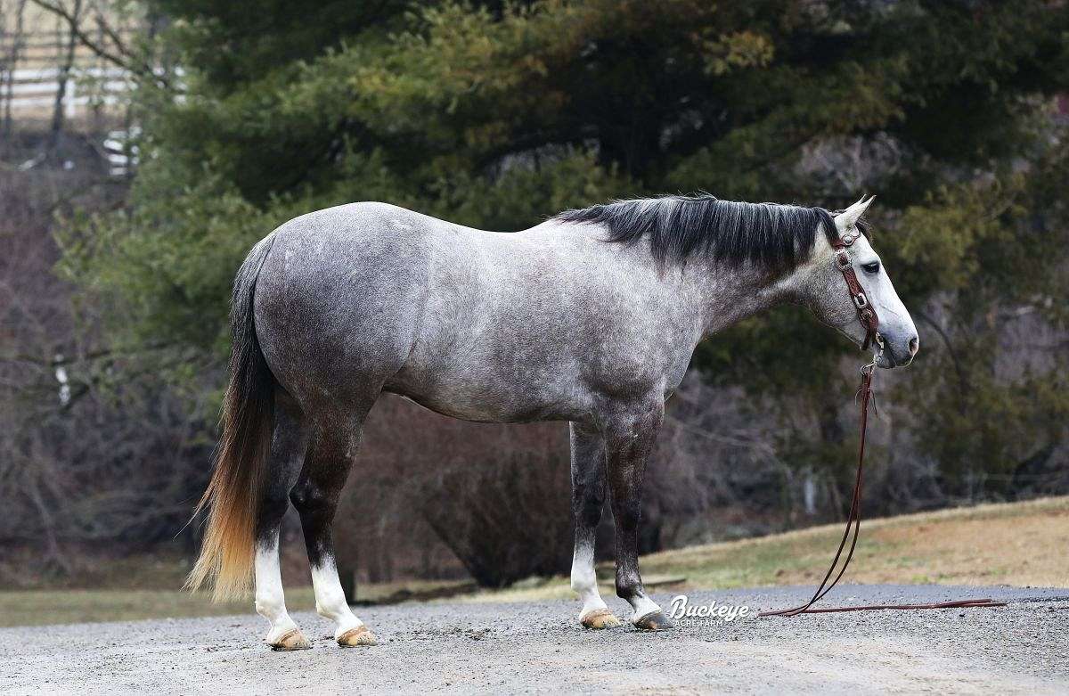 Dexter, a 2020 AQHA Dapple Grey Gelding 14.2 Hand AQHA Gelding