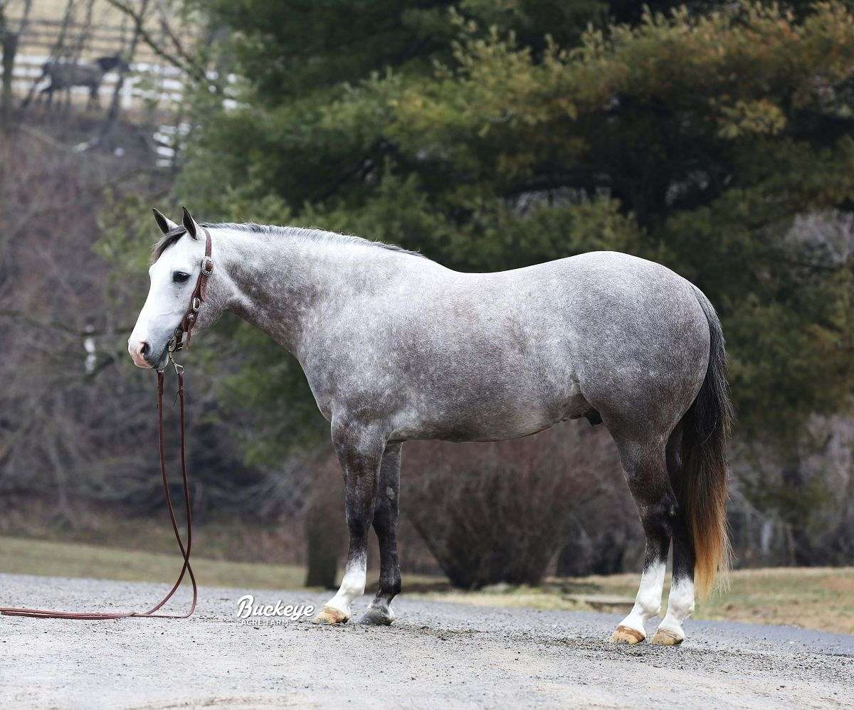 Dexter, a 2020 AQHA Dapple Grey Gelding 14.2 Hand AQHA Gelding