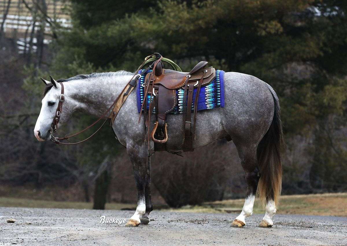 Dexter, a 2020 AQHA Dapple Grey Gelding 14.2 Hand AQHA Gelding