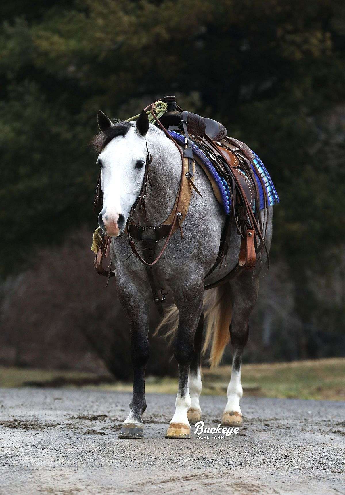 Dexter, a 2020 AQHA Dapple Grey Gelding 14.2 Hand AQHA Gelding
