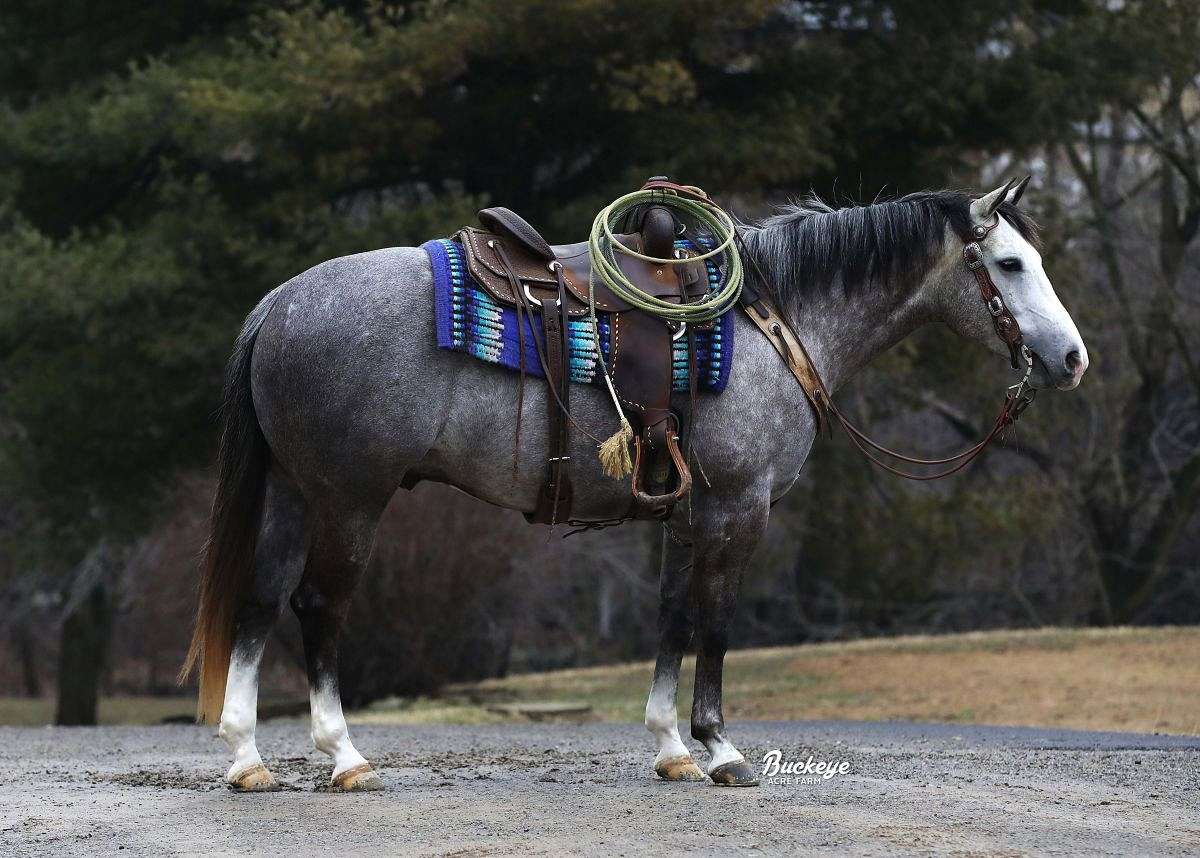 Dexter, a 2020 AQHA Dapple Grey Gelding 14.2 Hand AQHA Gelding