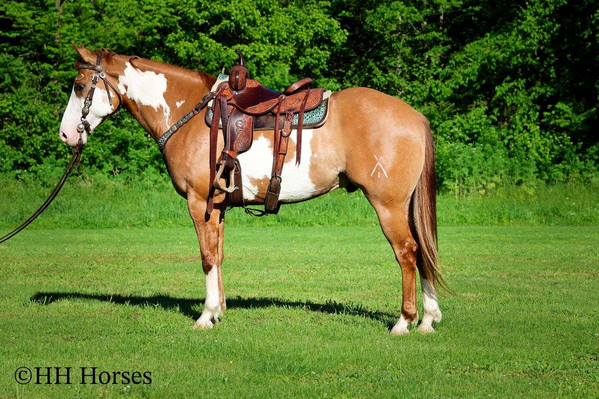 Flashy, Gentle, Well Broke Dun and White Overo Registered APHA Gelding