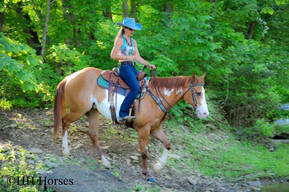 Flashy, Gentle, Well Broke Dun and White Overo Registered APHA Gelding