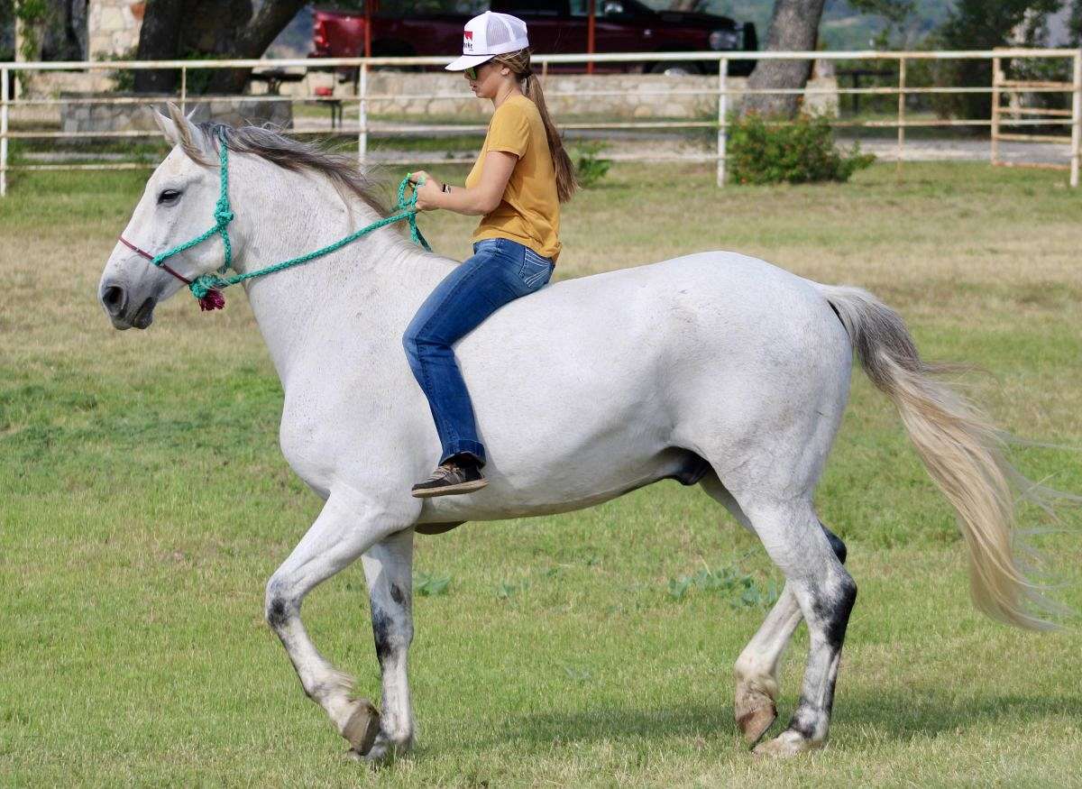 Full 18 Min Video - 17 Hand 10 Year Old Western/English Azteca Gelding