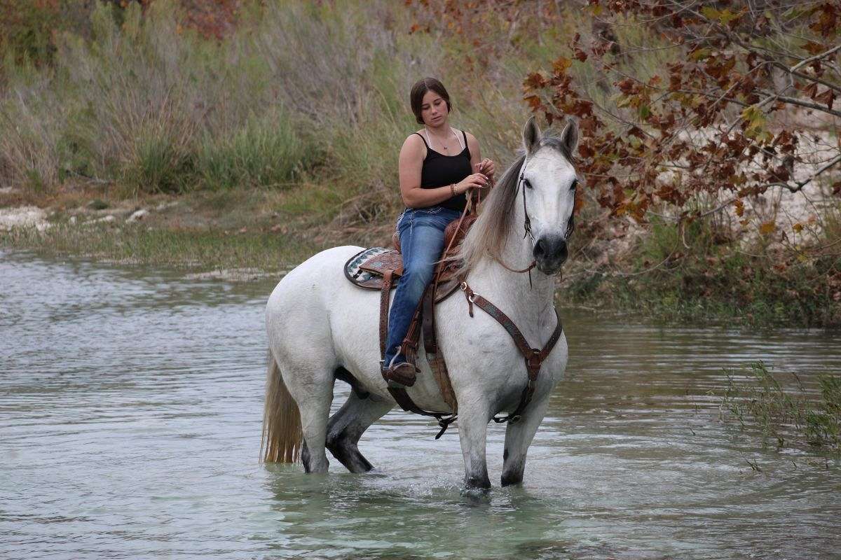 Full 18 Min Video - 17 Hand 10 Year Old Western/English Azteca Gelding