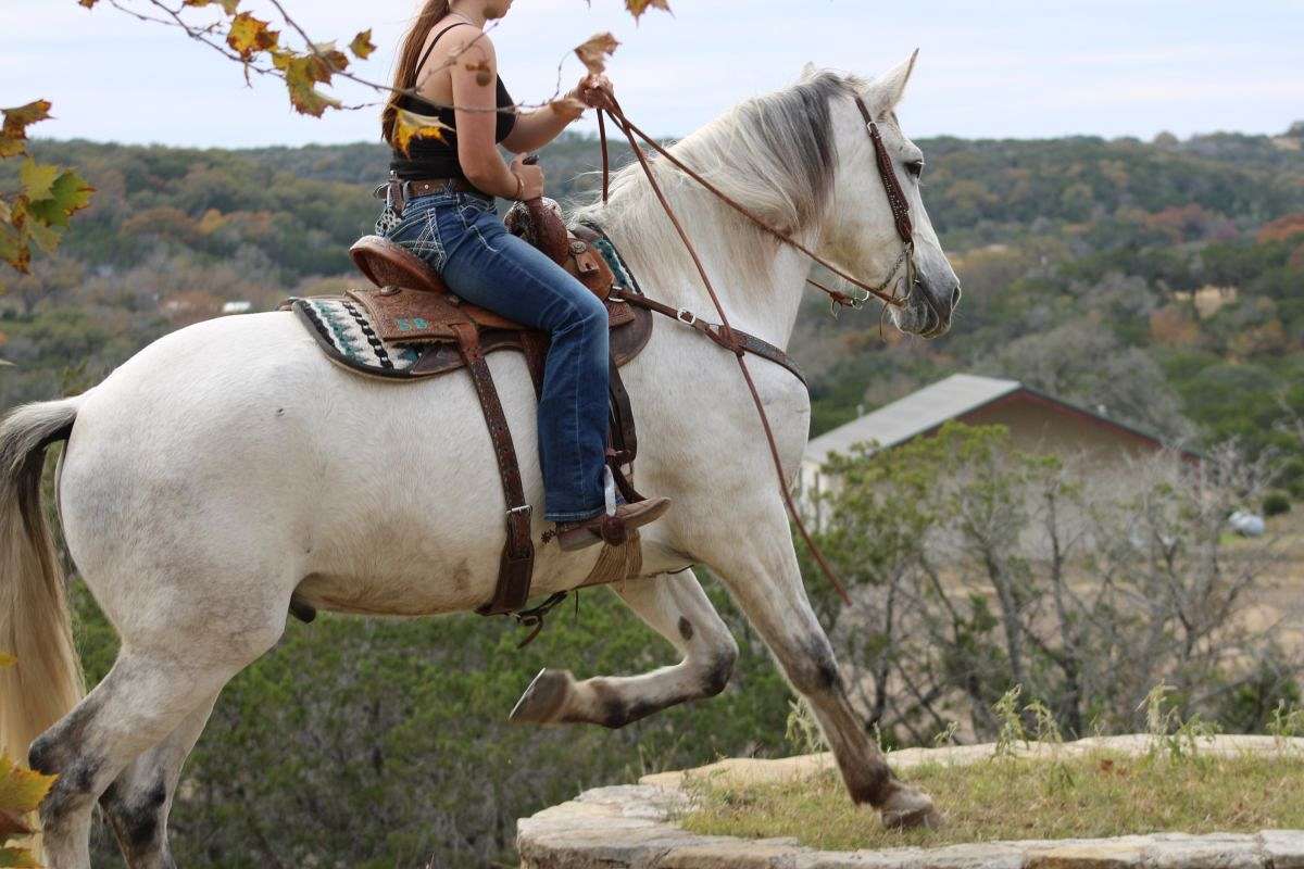 Full 18 Min Video - 17 Hand 10 Year Old Western/English Azteca Gelding