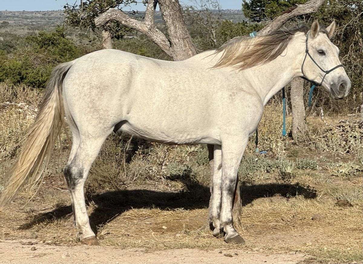Full 18 Min Video - 17 Hand 10 Year Old Western/English Azteca Gelding
