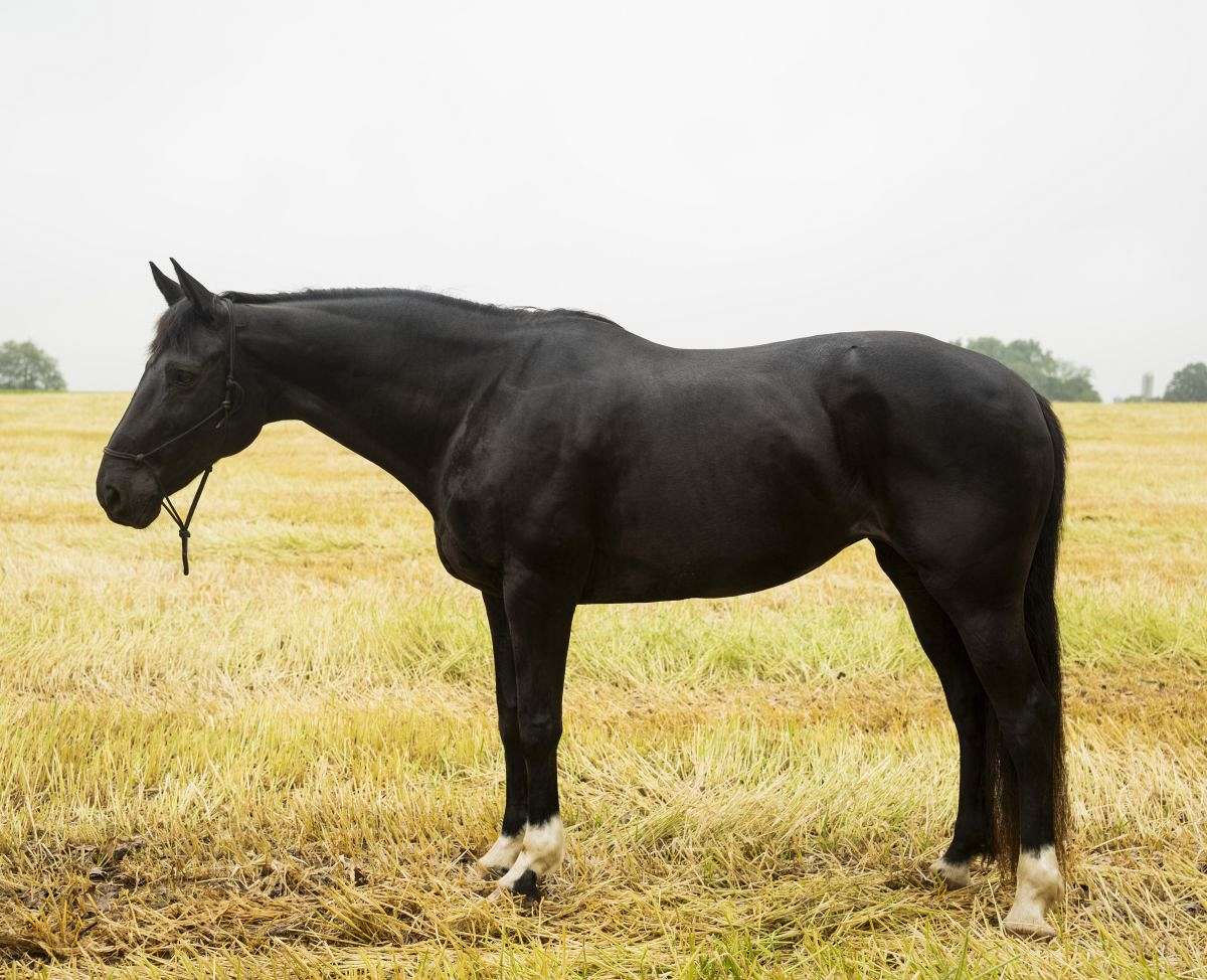 Jessie is a Stunning Black Quarter Horse Mare!