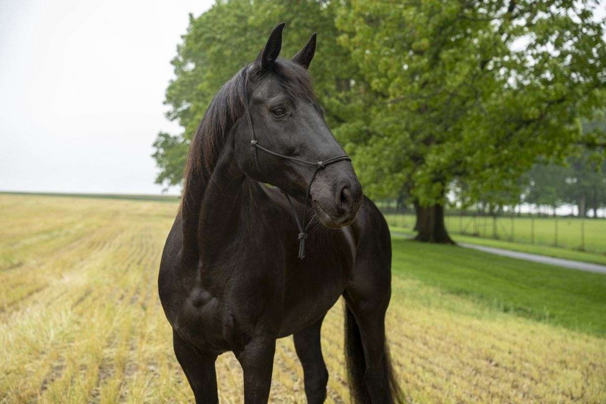 Jessie is a Stunning Black Quarter Horse Mare!