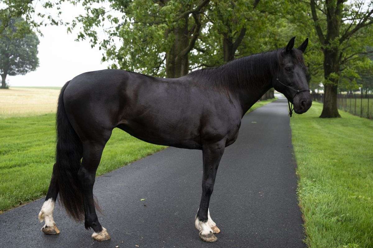 Jessie is a Stunning Black Quarter Horse Mare!