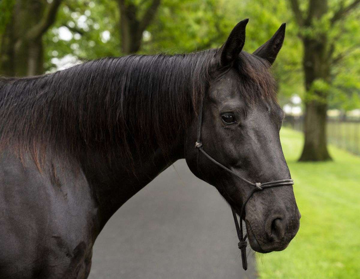 Jessie is a Stunning Black Quarter Horse Mare!