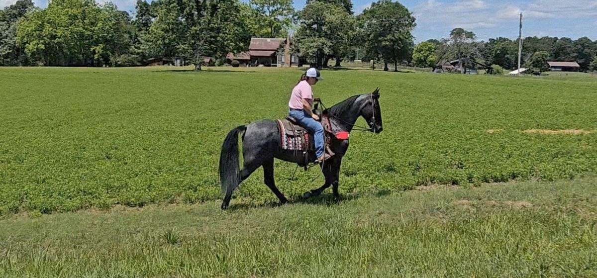 This Blue Roan Tennessee Walking Mare Will Surely Get You Noticed!