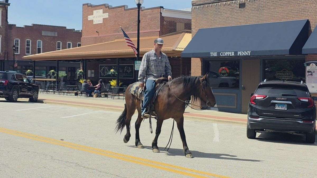 Mario is a Gorgeous Bay Registered BLM Mustang!