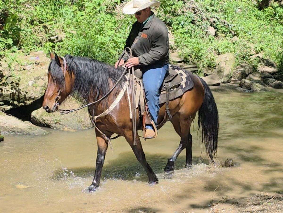 Mario is a Gorgeous Bay Registered BLM Mustang!
