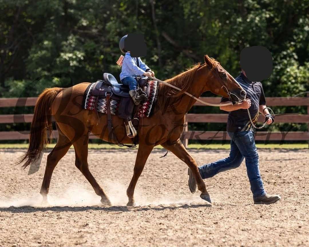 All Around Bombproof Family Horse