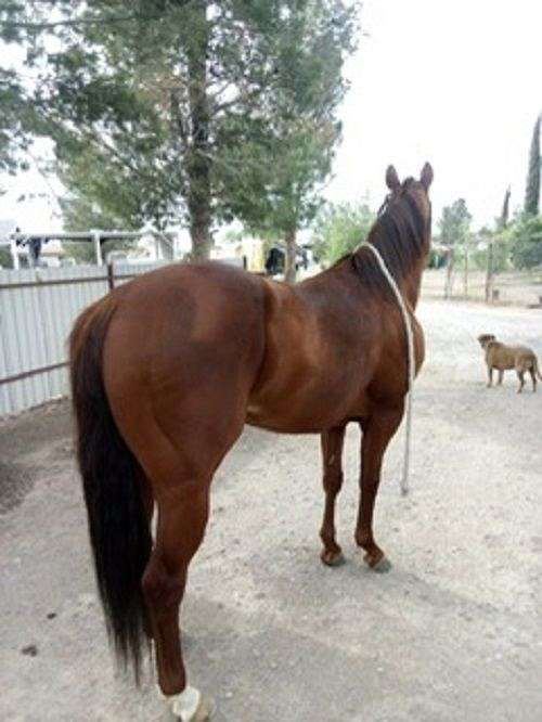 This Guy is the Sweetest Stallion Around!