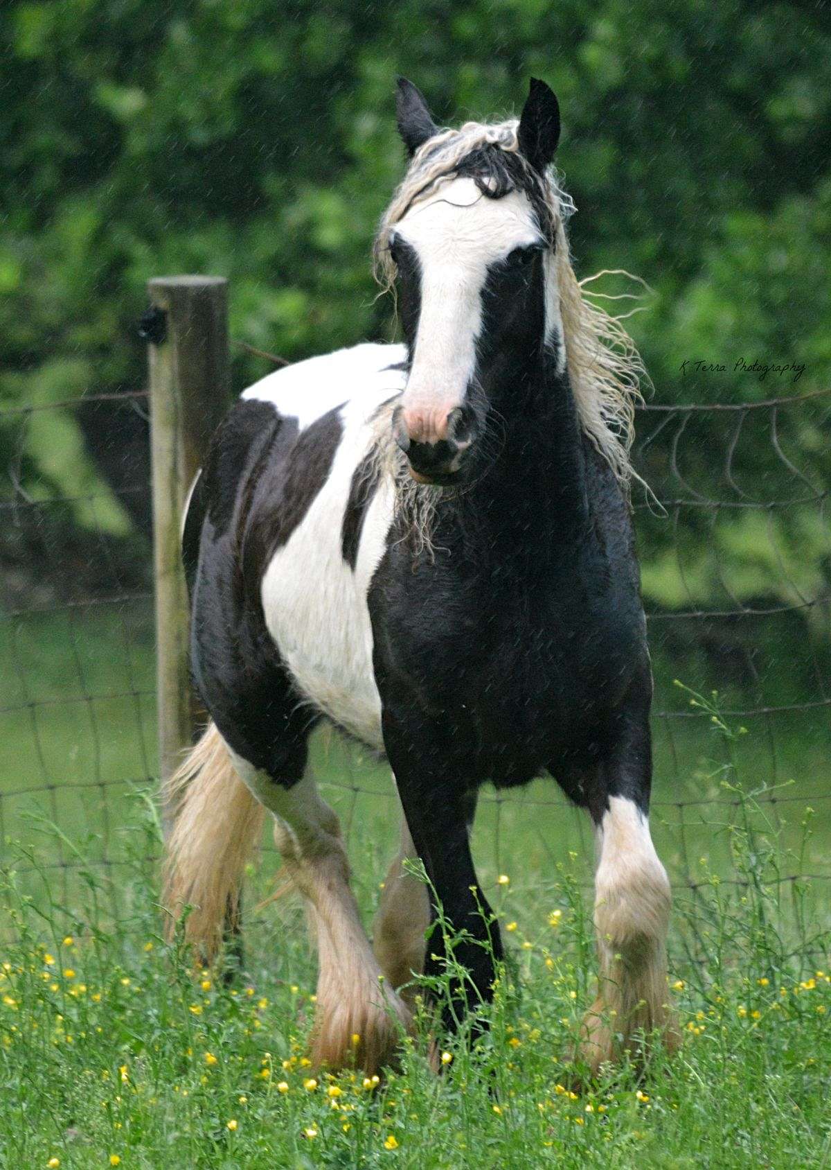 Heavy Traditional Filly, a Home Run Girl