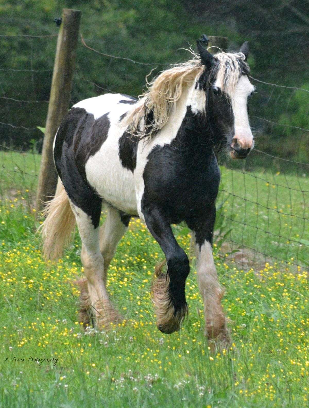 Heavy Traditional Filly, a Home Run Girl