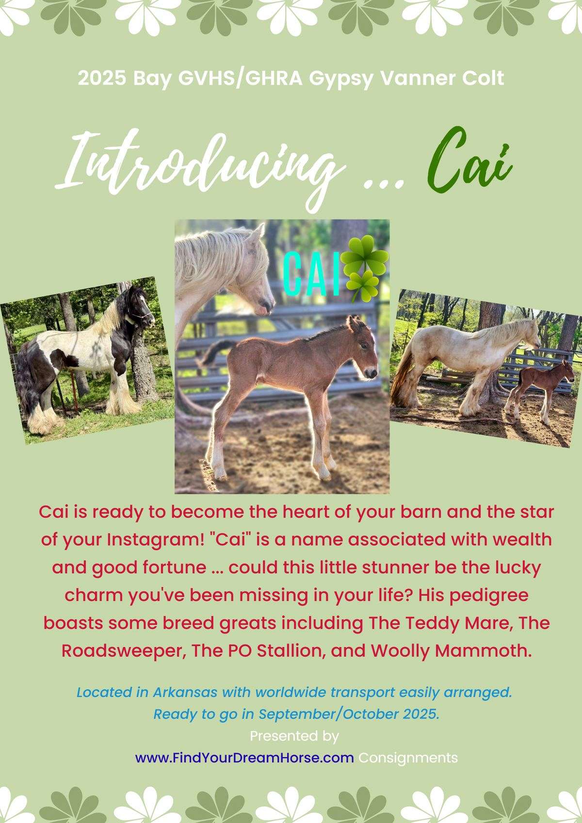 Absolutely Beautiful Bay Colt Looking for His Forever Friend