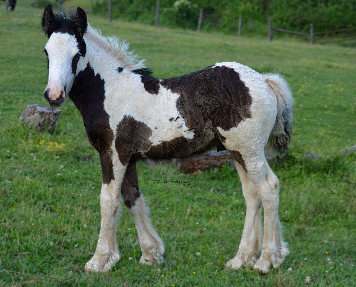 Superb Traditional Homozygous Tobiano Colt