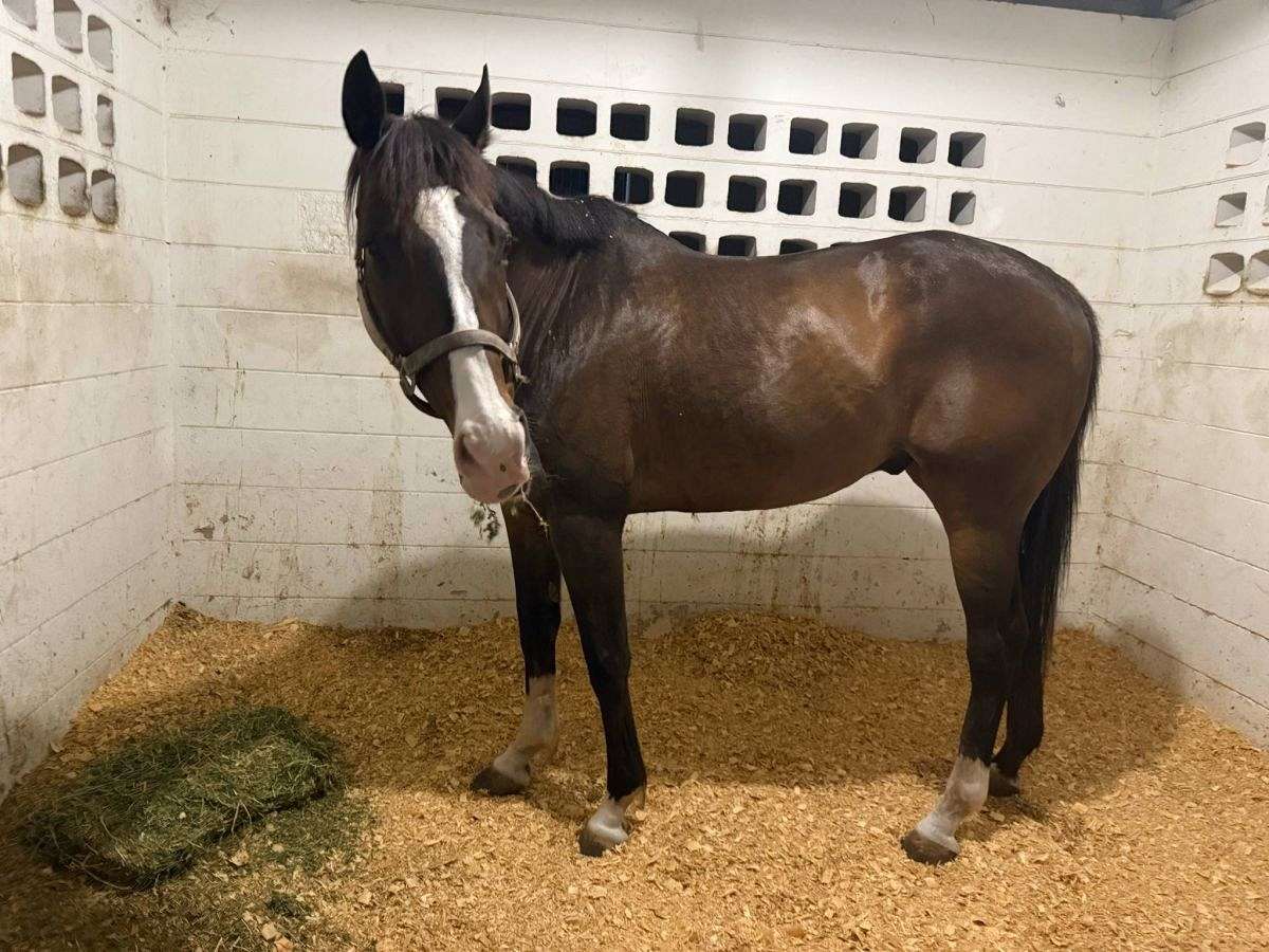 Super Sweet Older Trail Horse / Companion