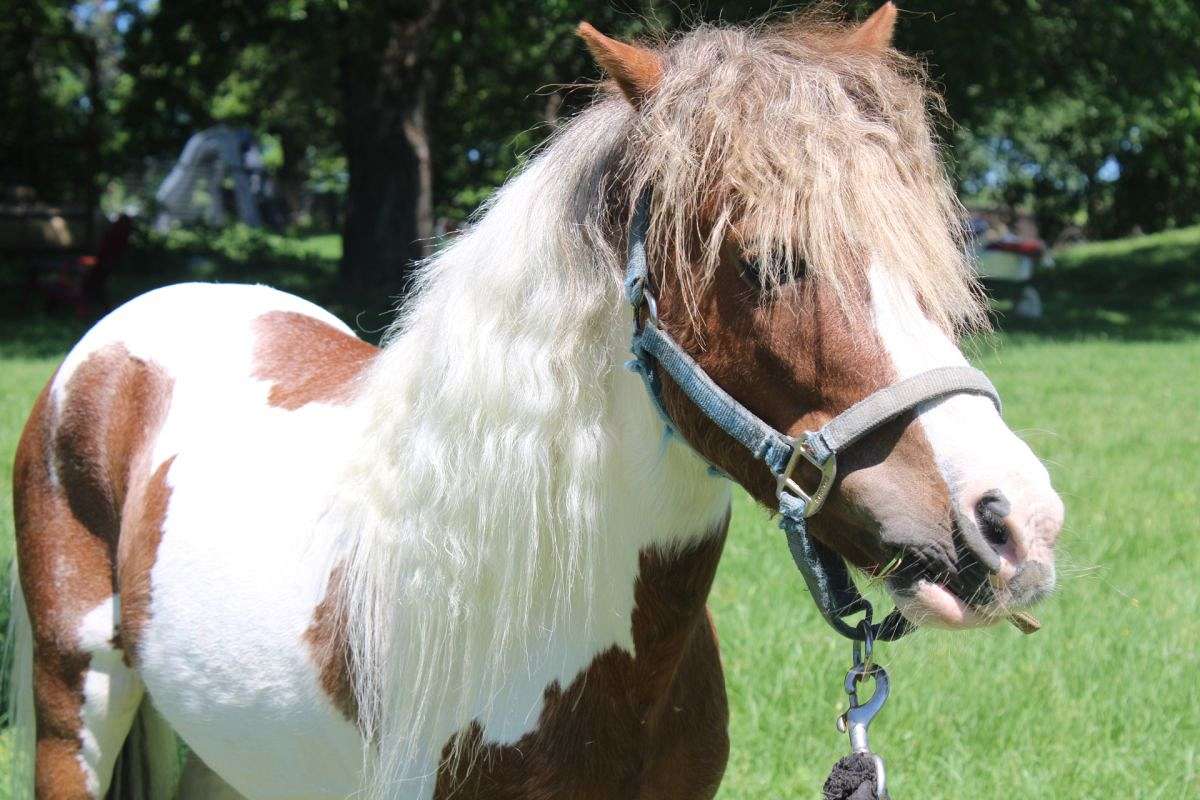Chestnut Paint Mini Gelding