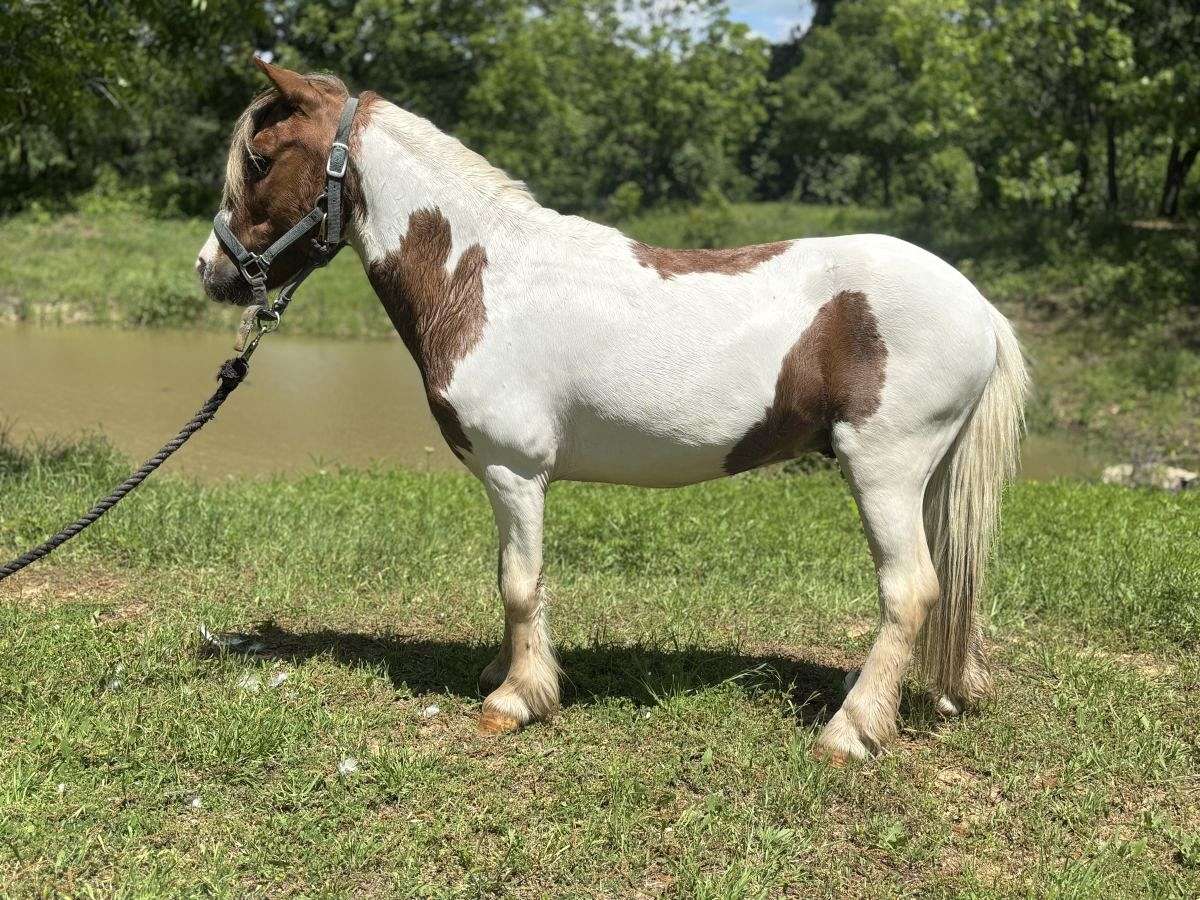 Chestnut Paint Mini Gelding