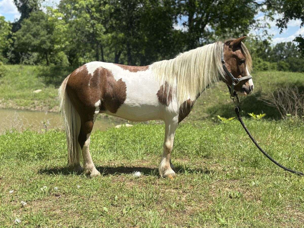 Chestnut Paint Mini Gelding