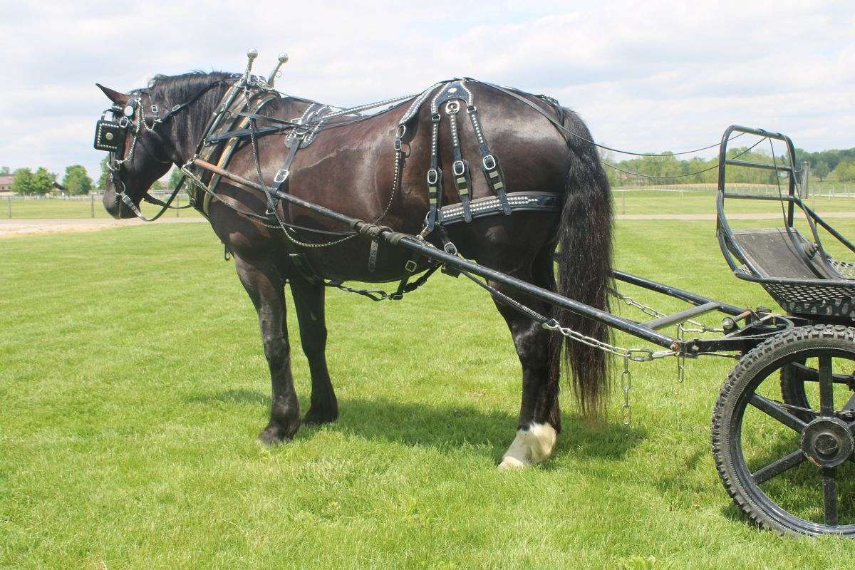 8 Year Old Draft Cross