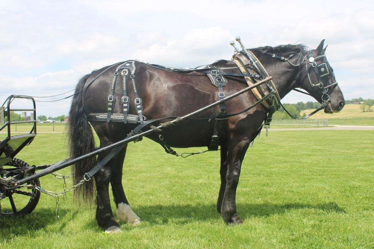 8 Year Old Draft Cross
