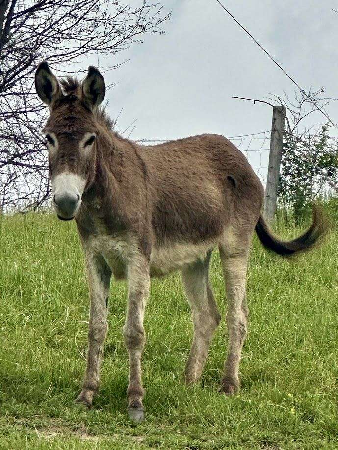 Standard Jenny Donkey