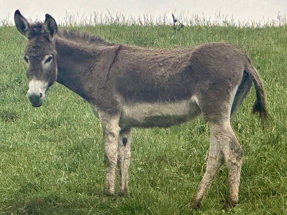 Standard Jenny Donkey