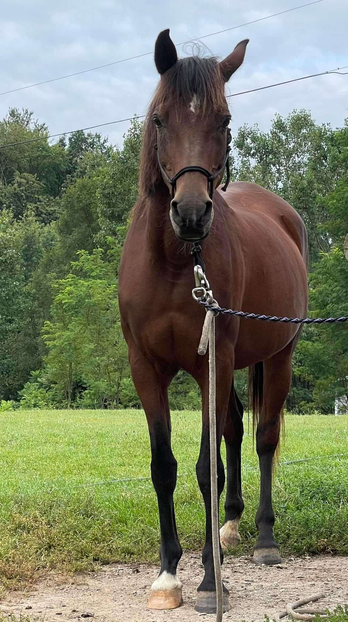 Beautiful Well Bred Registered Bay Arabian Broodmare