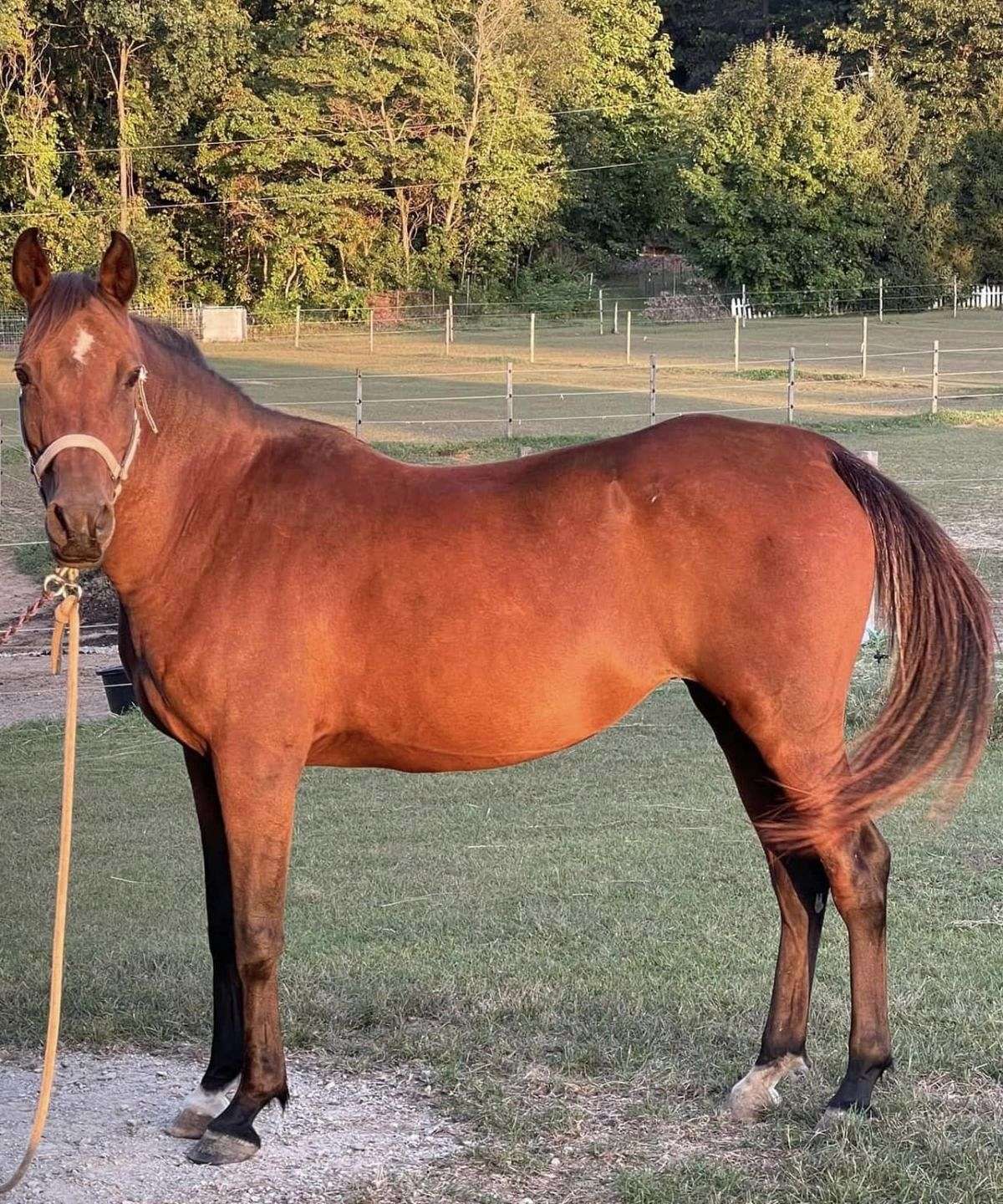 Beautiful Well Bred Registered Bay Arabian Broodmare