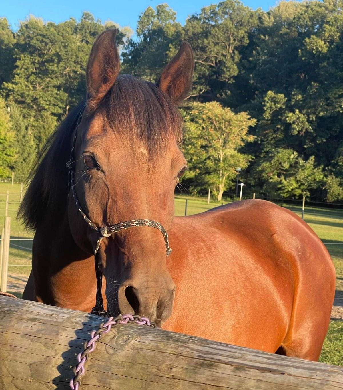 Beautiful Well Bred Registered Bay Arabian Broodmare