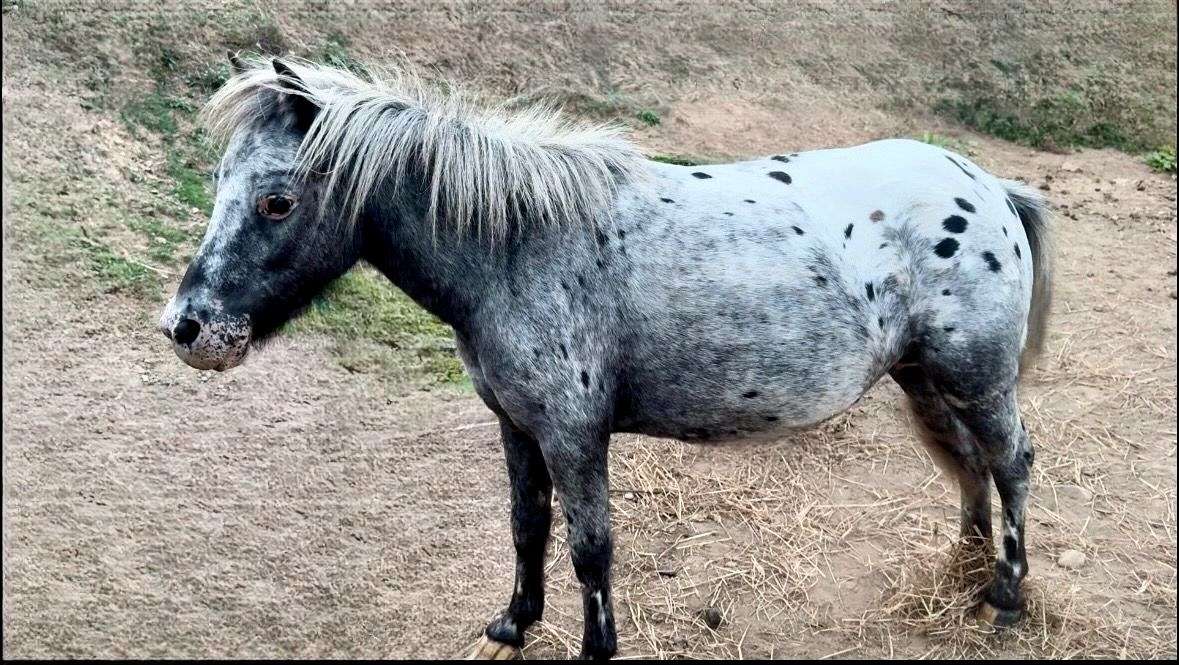 AMHA/AMHR Appy Mini Mare