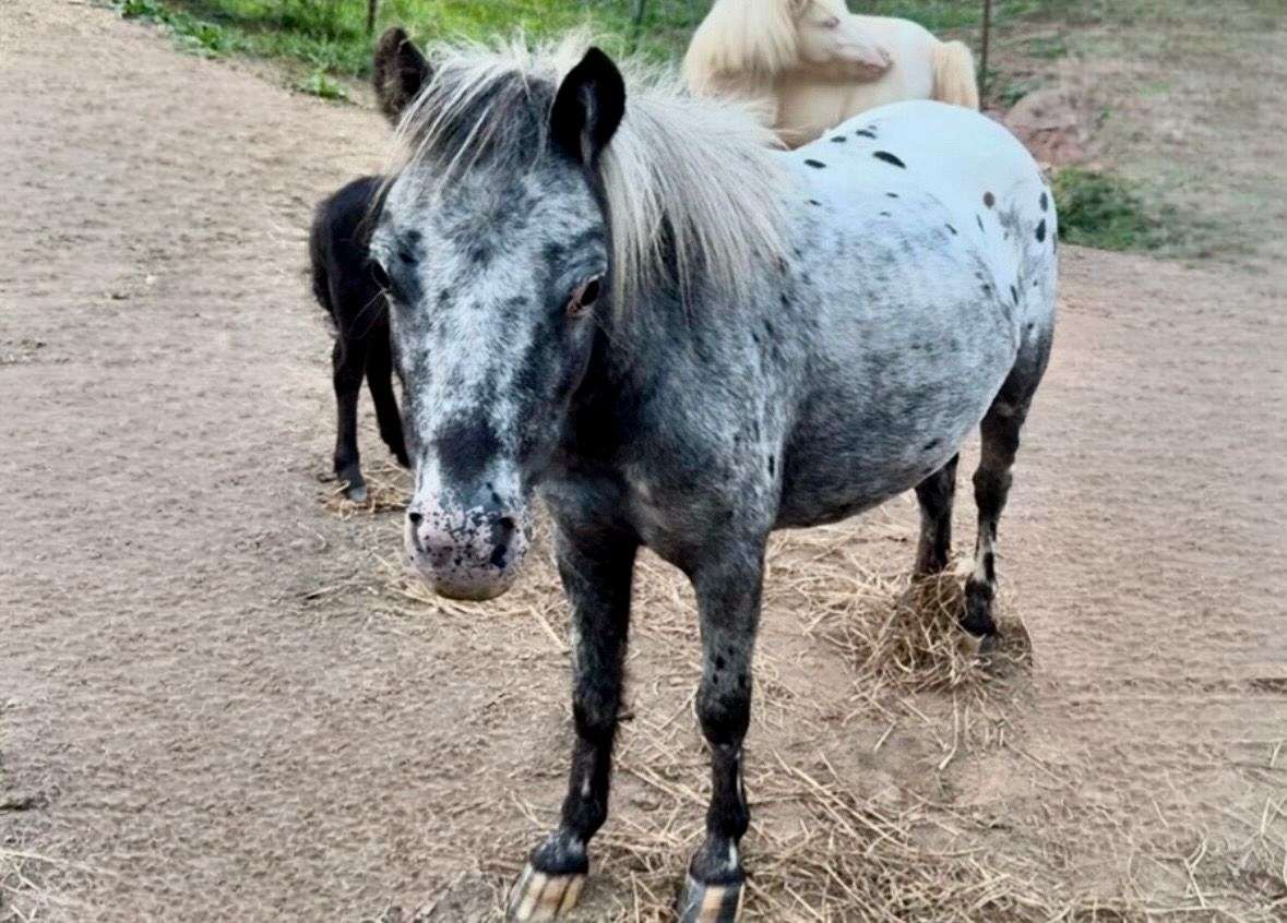 AMHA/AMHR Appy Mini Mare