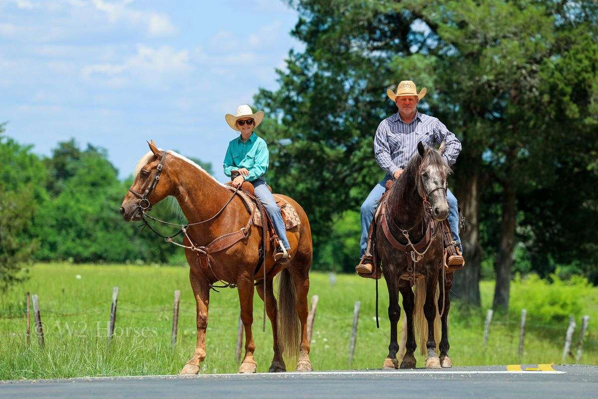 The Best Horse You Can Depend On! Kids, Trails, Gunfire