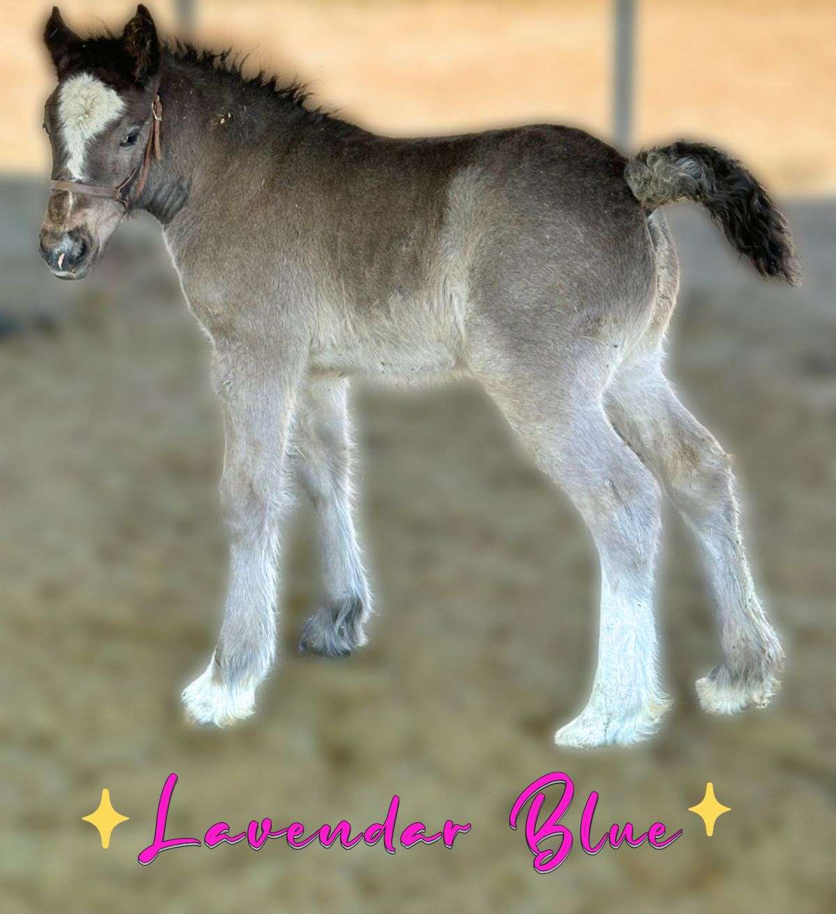 Drop Dead Gorgeous Blue Roan Gypsy Vanner Filly