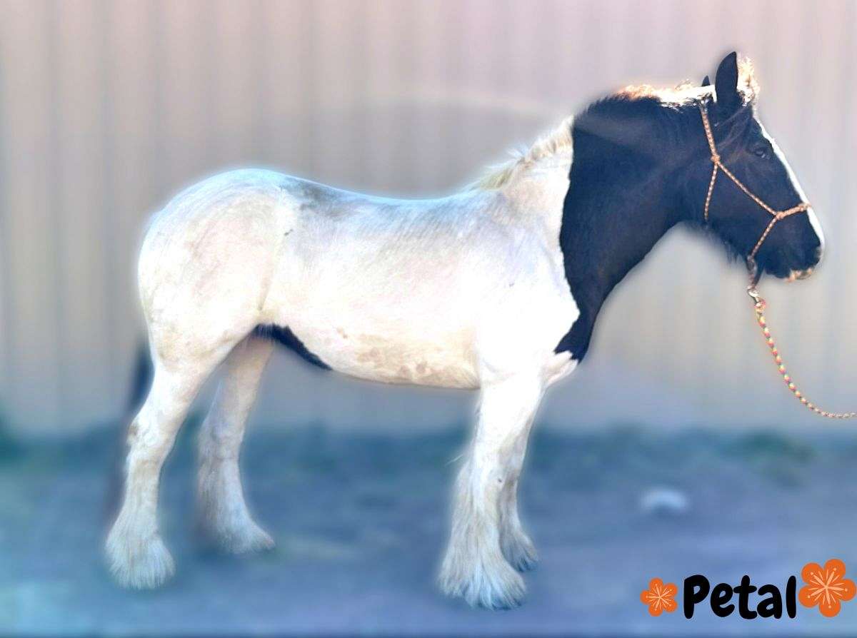 Gorgeous Green Broke Mare With Guaranteed Roan Foal