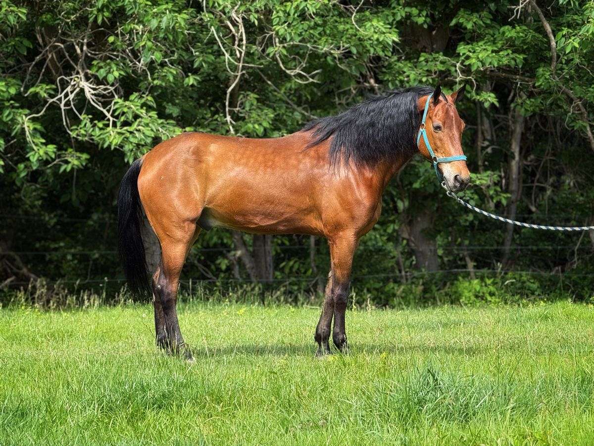 All-Around Morgan Cross Gelding