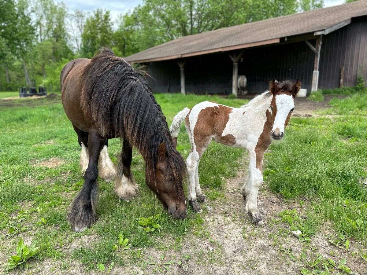 Stallion Quality, Unique Markings and Lots of Personality!