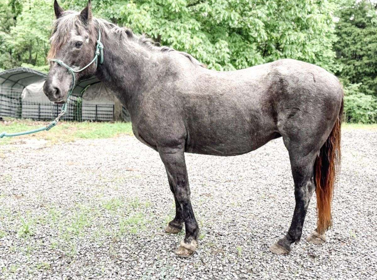 Blue Roan Quarter Horse Mare – Seasoned Trail Leader – Gentle & Dependable