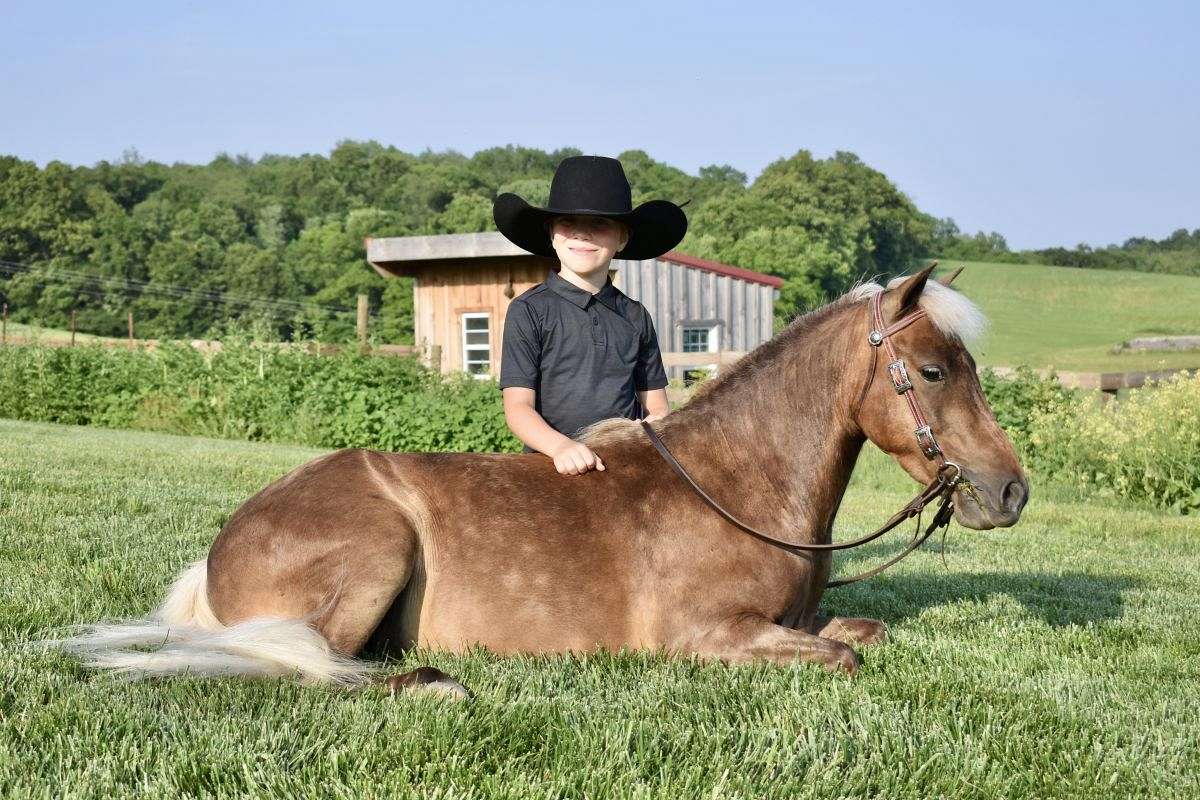 “Rocky: the Ultimate Family Pony”
