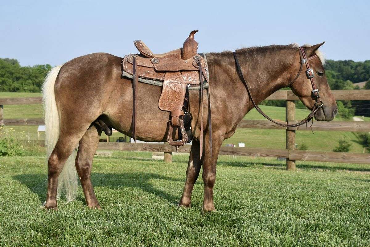 “Rocky: the Ultimate Family Pony”