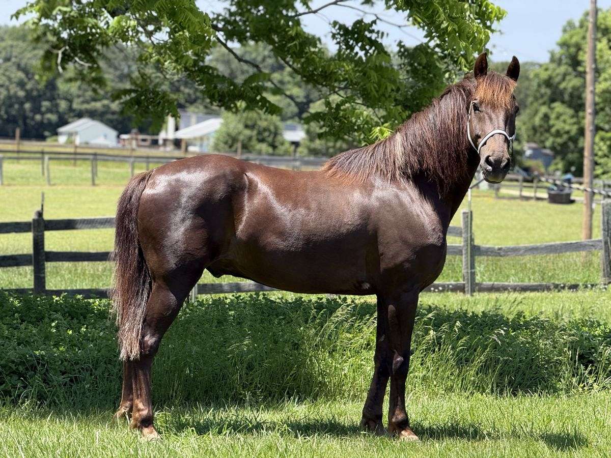Beautiful Morgan Gelding