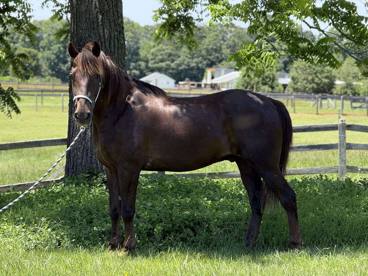 Beautiful Morgan Gelding