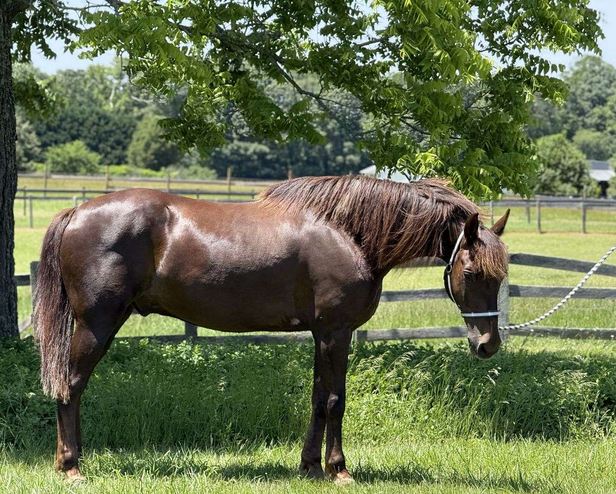 Beautiful Morgan Gelding