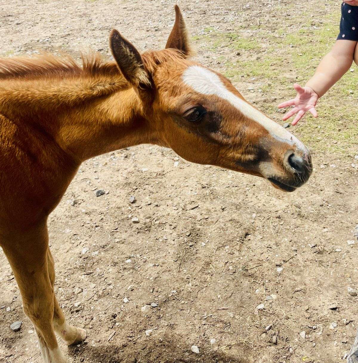 Sweet & Gentle. Grays Starlight Peppy San Badger Smart Little Lena