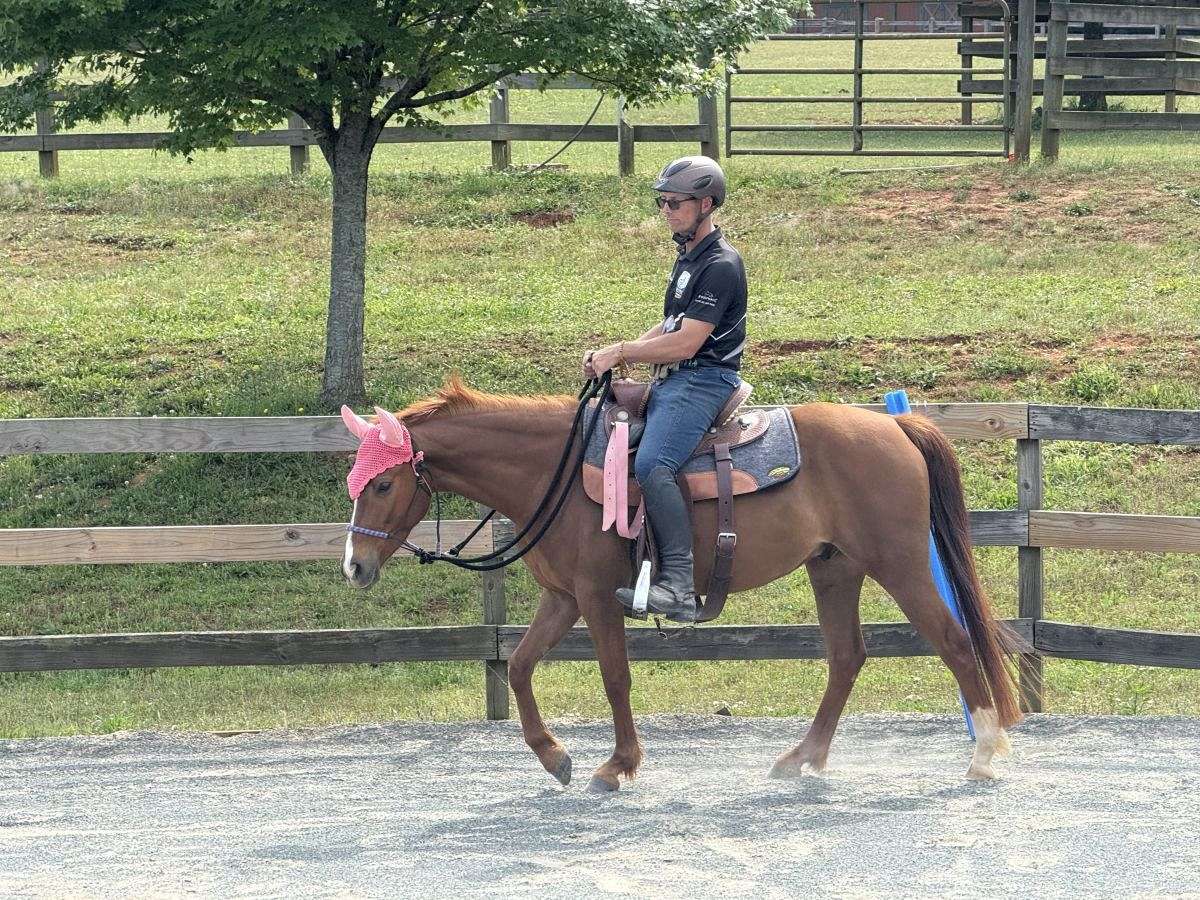 Fancy Sport or Trail Pony Prospect